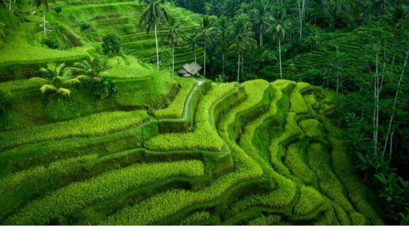Wisata Keindahan Sawah Terasering Ceking Rice Terrace